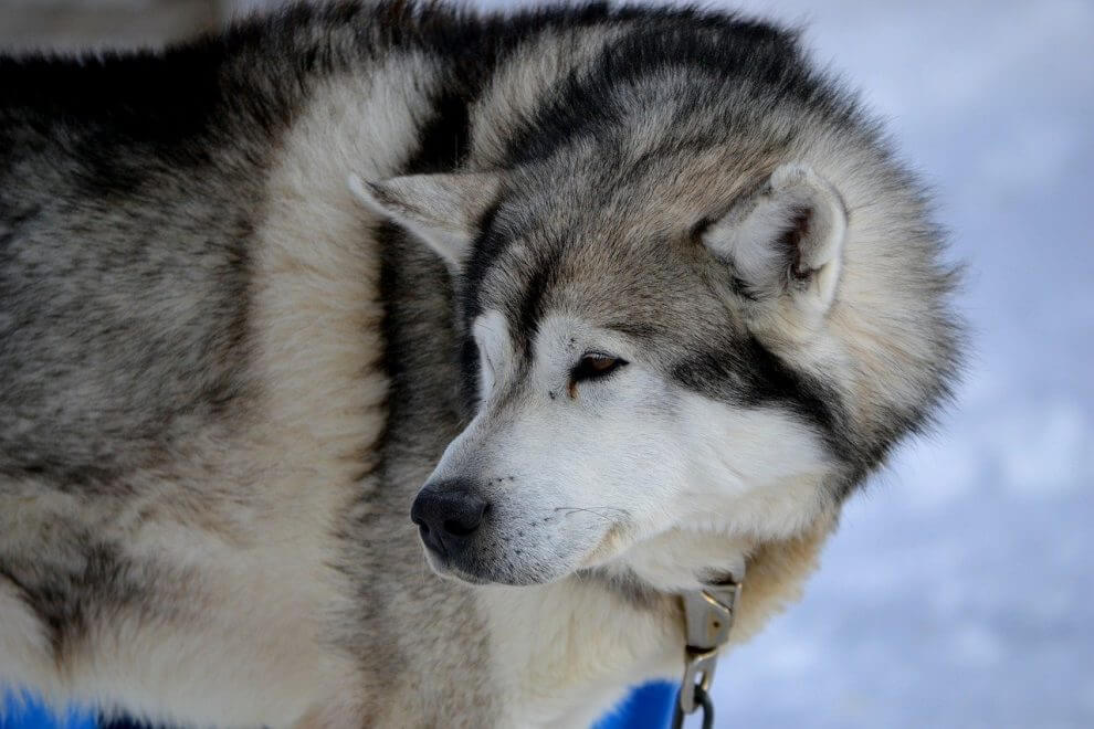 Siberian Husky information, characteristics, pictures, and facts ...