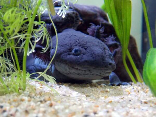 Blue Axolotl (Black Melanoid Axolotl): Pictures, Info & Care Guide for ...
