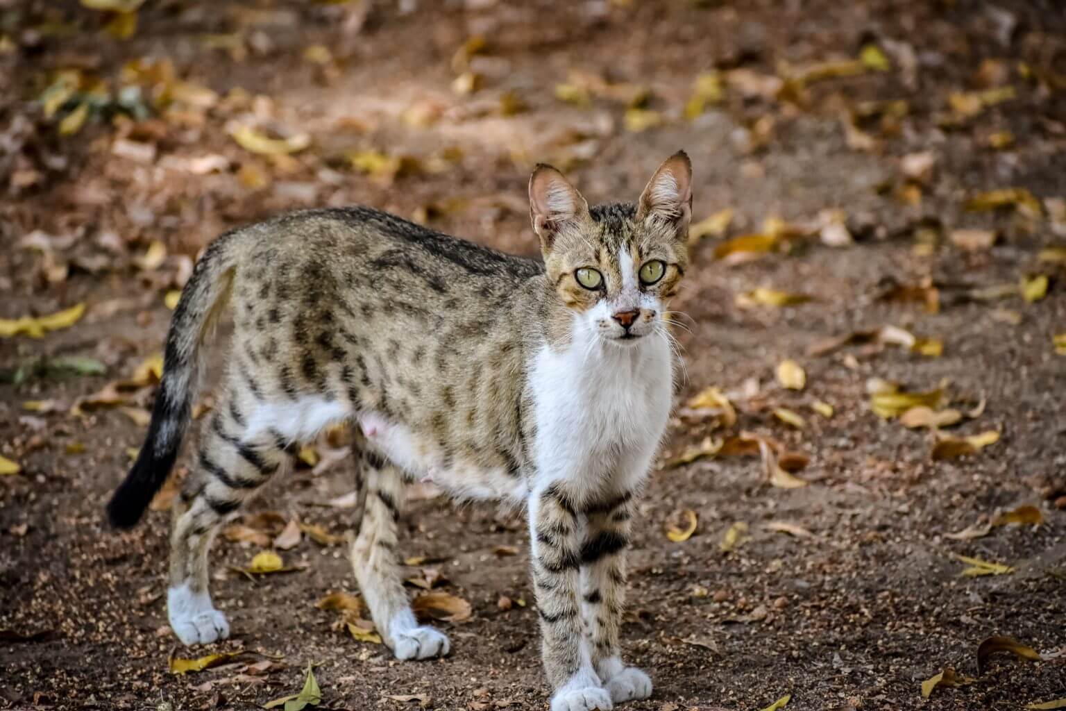 Seven Egyptian Cat Breeds (With Pictures) - Rested Paws