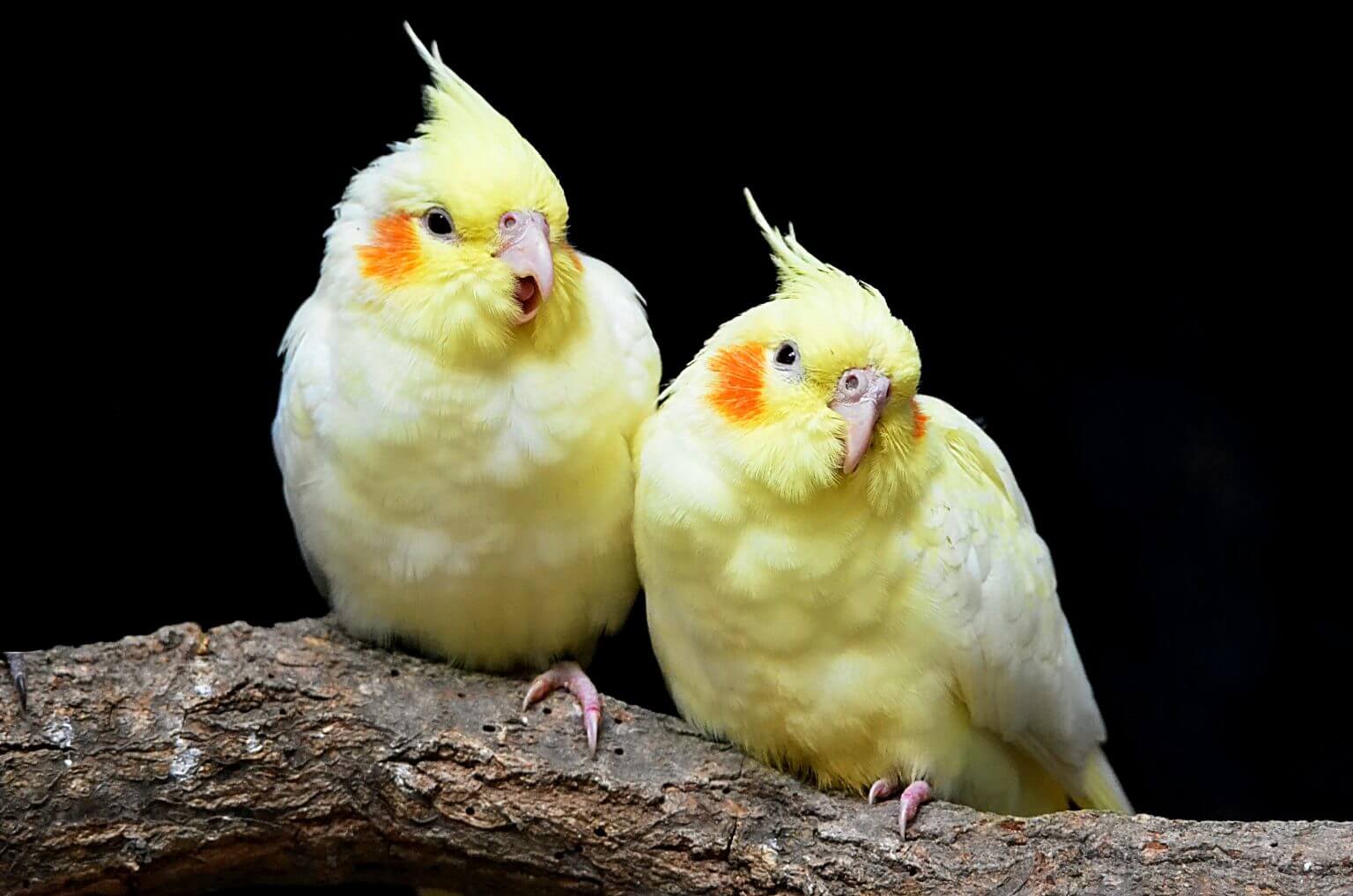 How Much Does a Cockatiel Cost? (2023 Price Guide) - Rested Paws