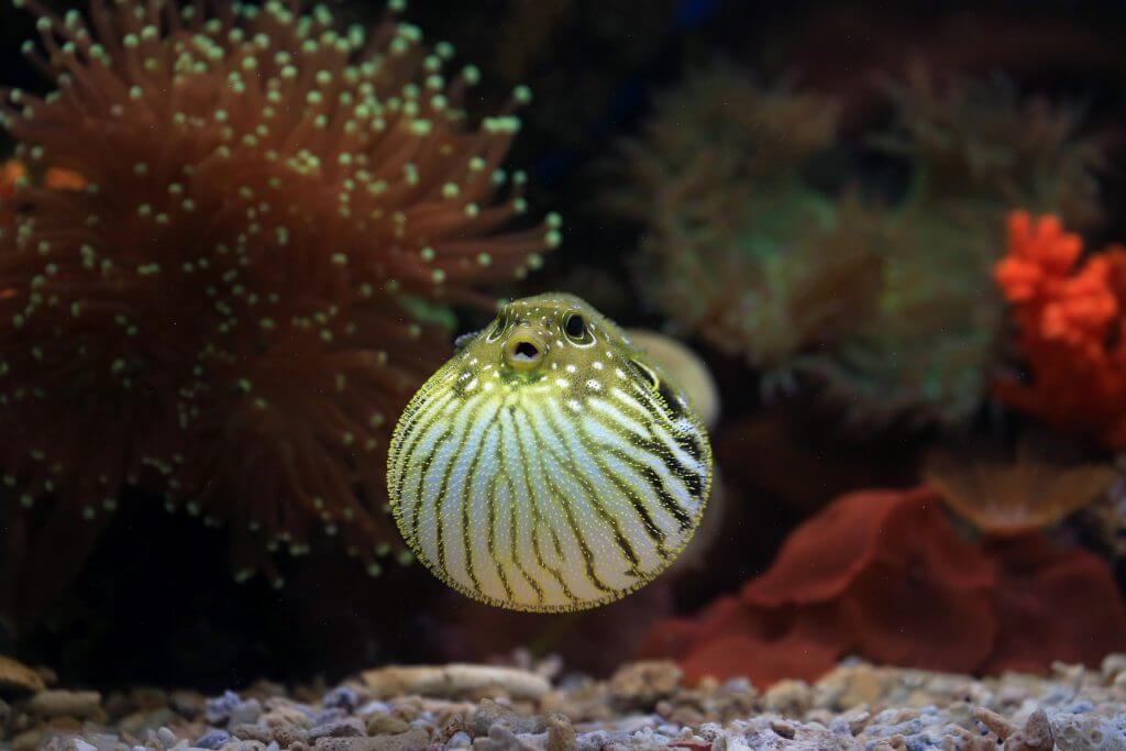 The Best 9 Types of Freshwater Puffer Fish (With Pictures) - Rested Paws