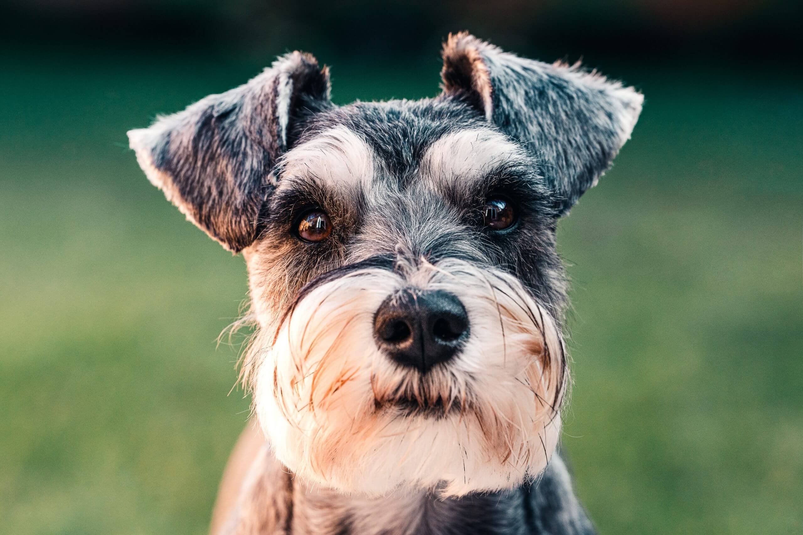 10 Types of Terrier Dog Breeds: Small & Large (With Pictures) - Rested Paws