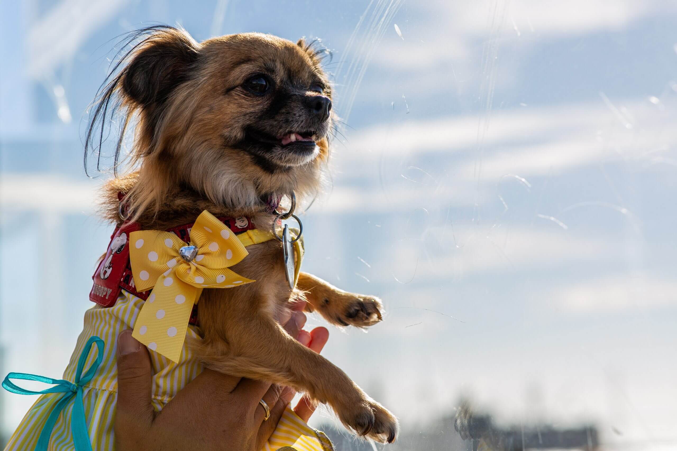 12 Unique Female Dog Names with Meanings - Rested Paws