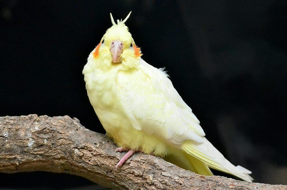 How Much Does a Cockatiel Cost? (2023 Price Guide) - Rested Paws