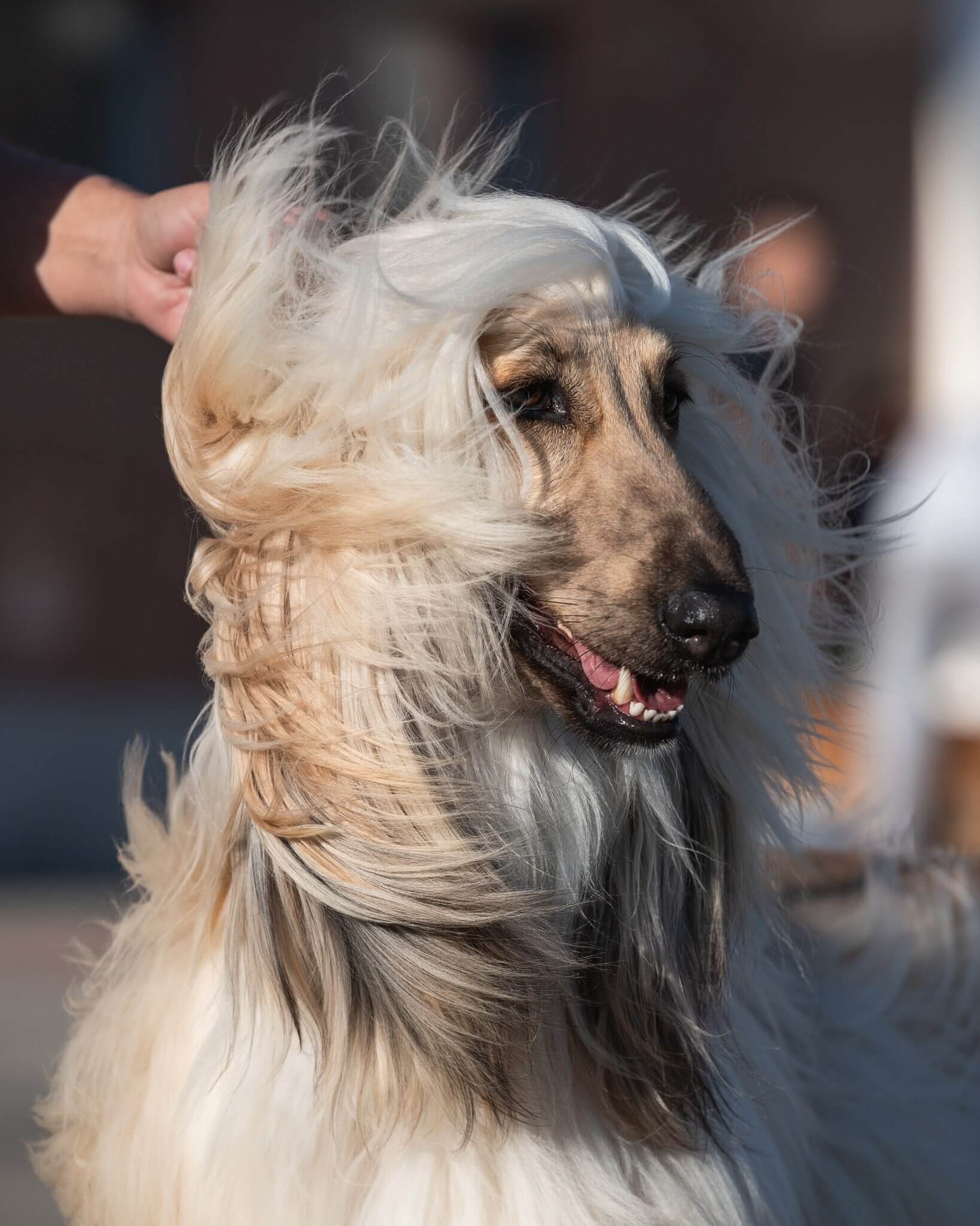 Afaird Dog Breed Pictures, Characteristics, and Facts - Rested Paws