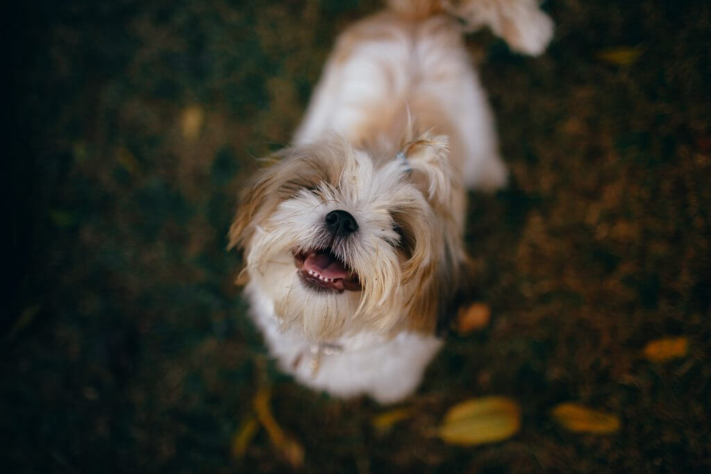 Affen Tzu Dog Breed Pictures, Characteristics, and Facts - Rested Paws