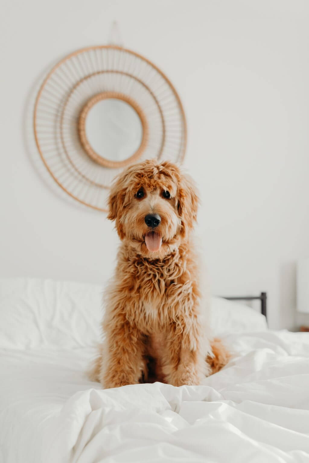 Airedoodle Dog Breed Pictures, Characteristics, and Facts - Rested Paws