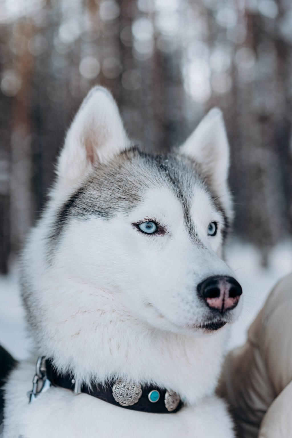Alaskan Malamute Dog Breed Information, Pictures, Characteristics ...