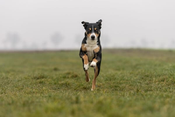 Appenzeller Sennenhunde Dog Breed Information, Pictures ...