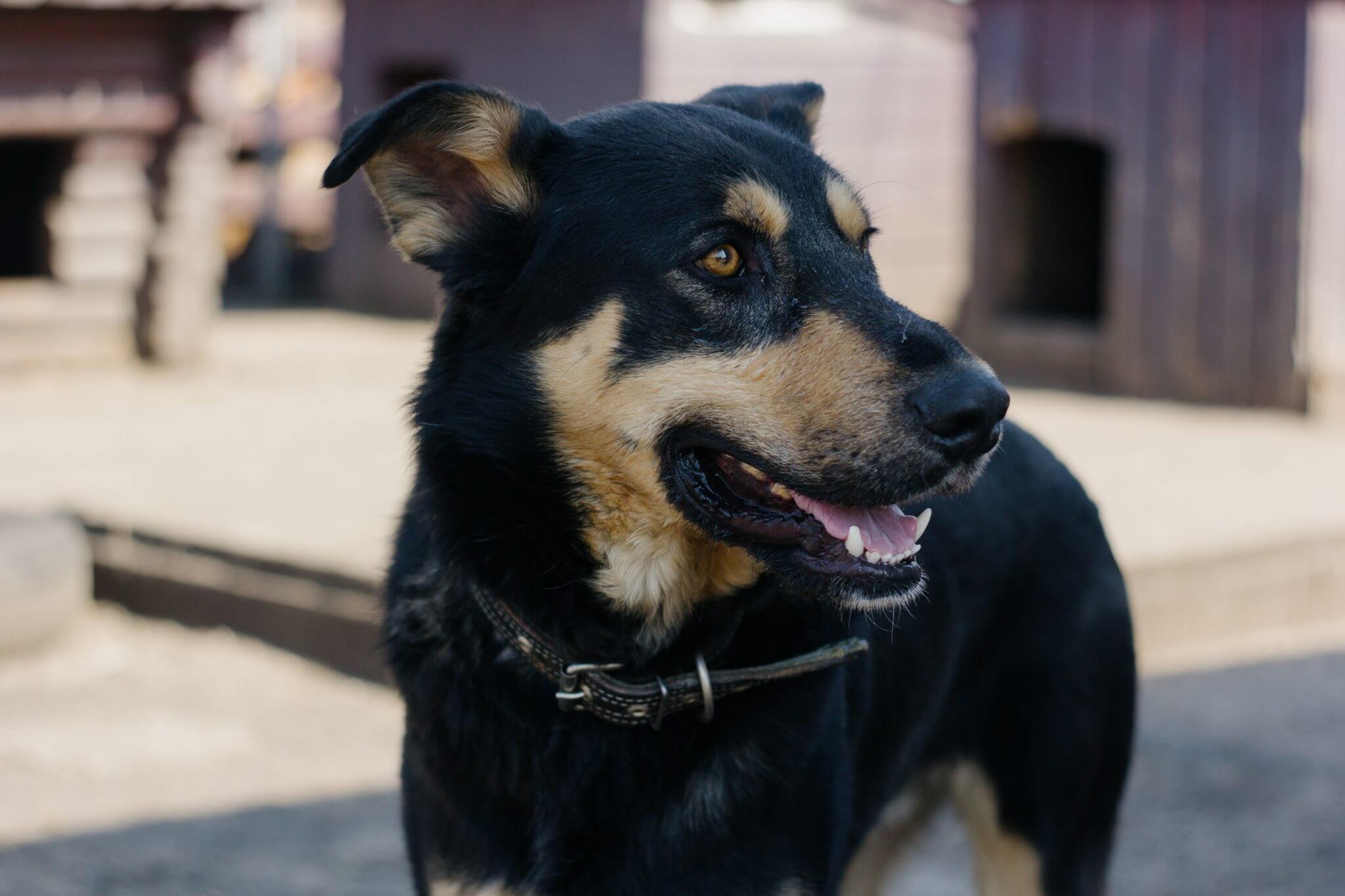 Australian Kelpie Dog Breed Information & Pictures – - Rested Paws