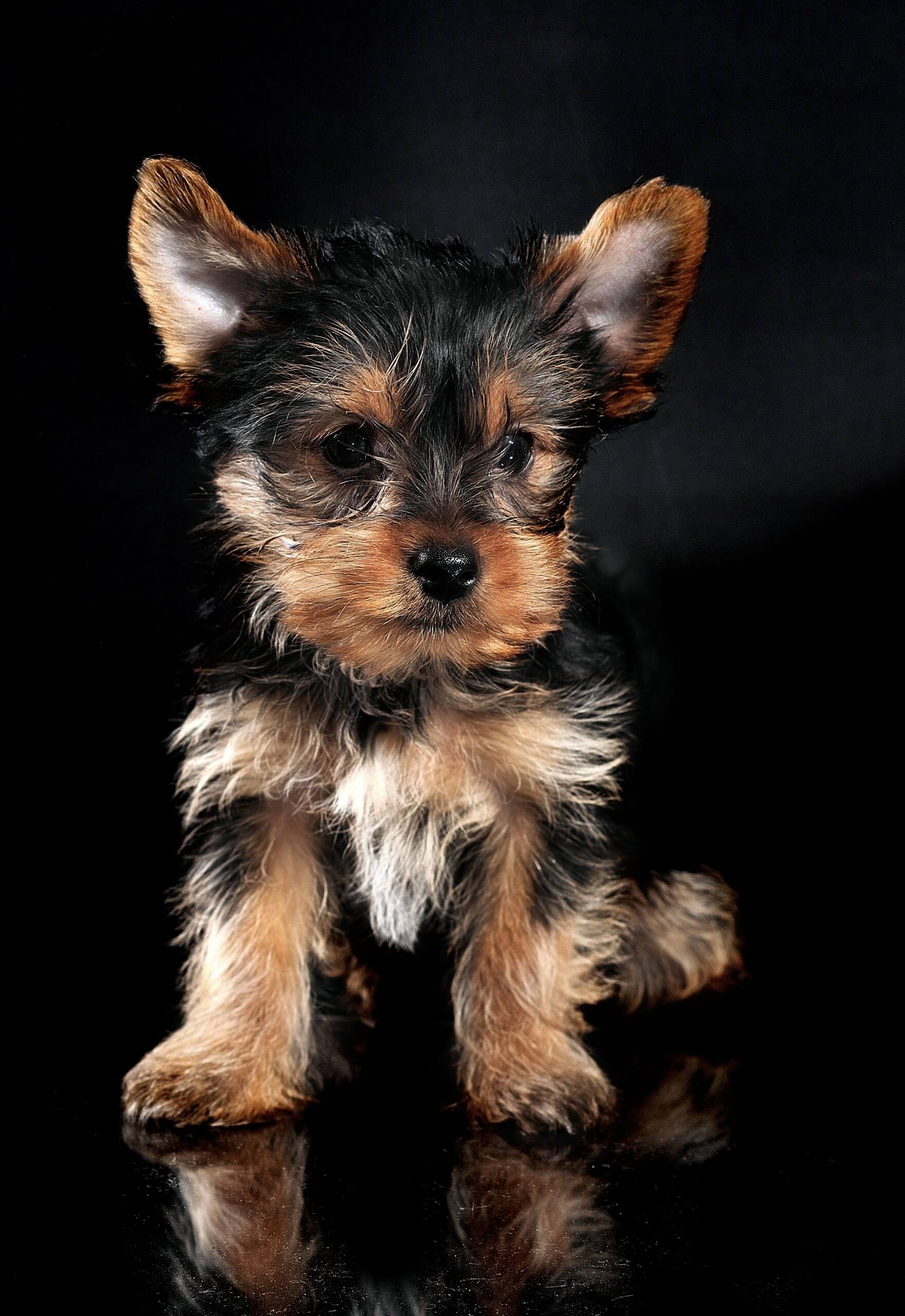 Biewer Terrier Dog Breed Pictures, Characteristics, & Facts - Rested Paws