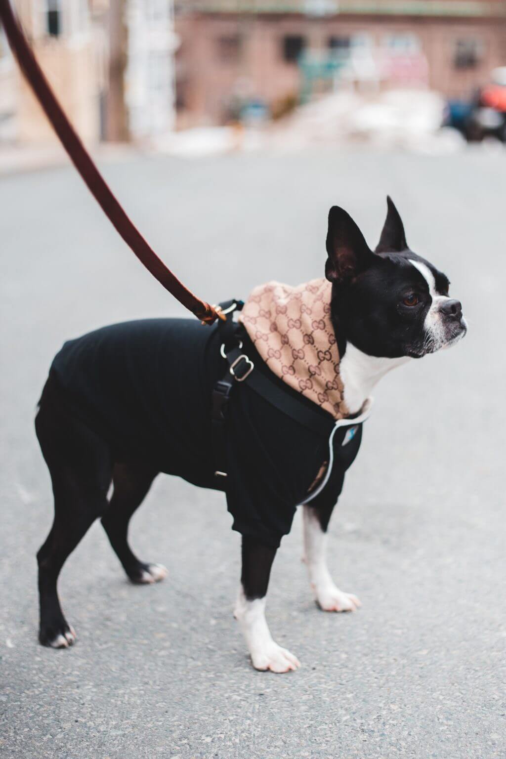 Boston Terrier Pekingese Mixed Dog Breed Pictures, Characteristics ...