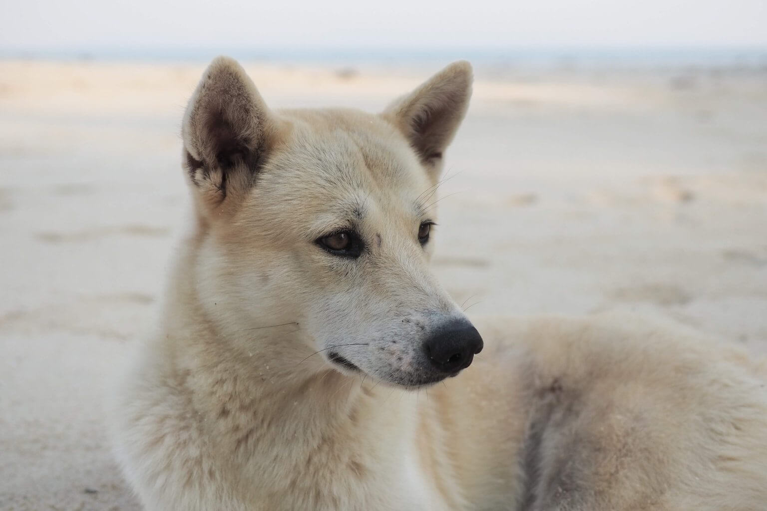 Canaan Dog Breed Information, Pictures, Characteristics & Facts ...