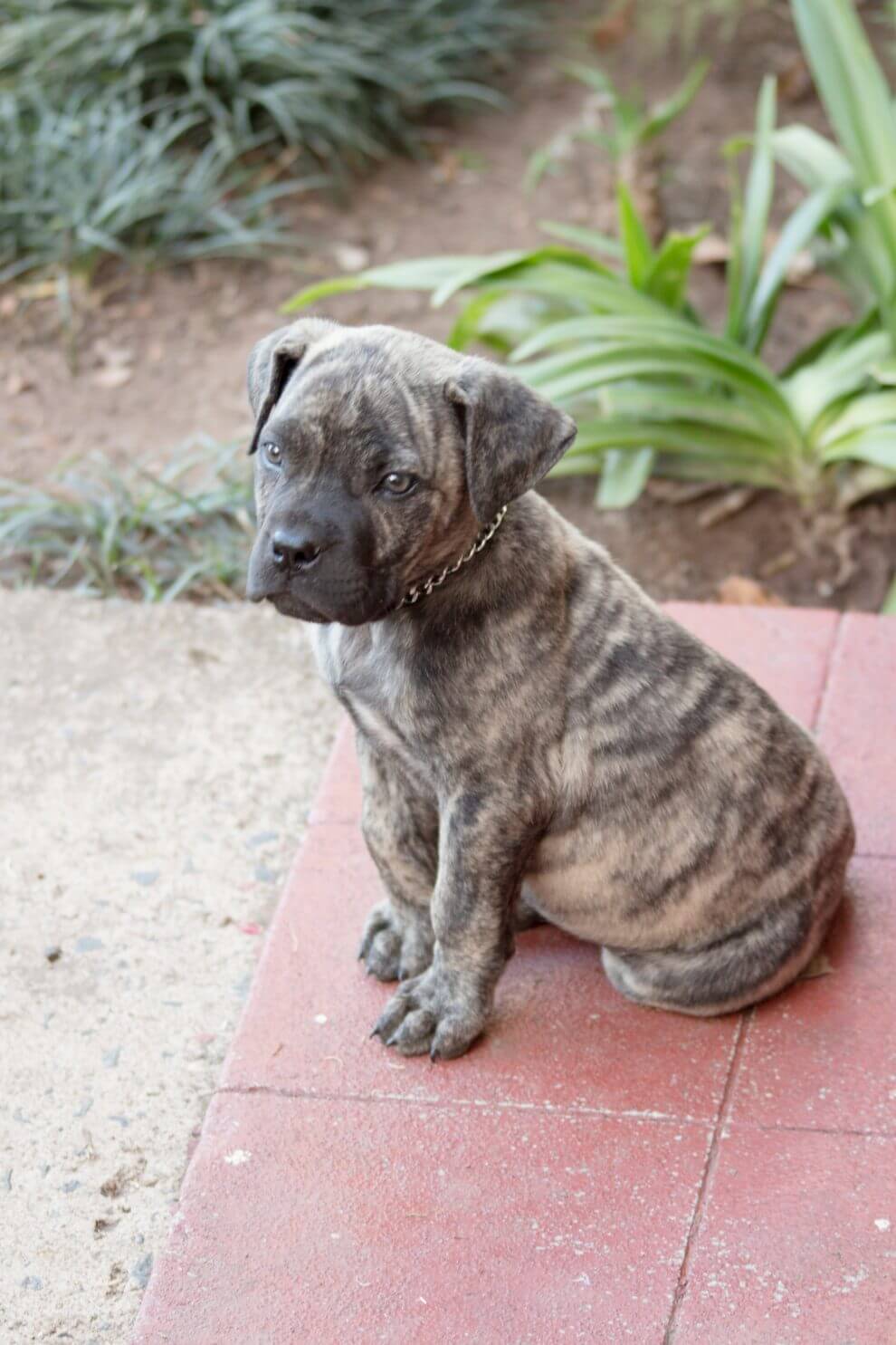 Catahoula Leopard Dog Breed Information, Pictures, Characteristics ...