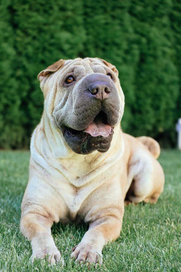 Chinese Shar-Pei Dog Breed Information, Pictures, Characteristics ...