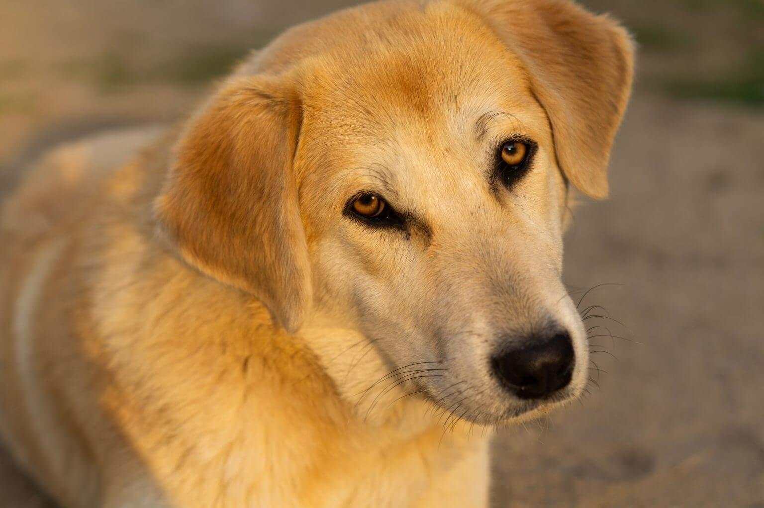 Chinook Dog Breed Information, Pictures, Characteristics & Facts ...