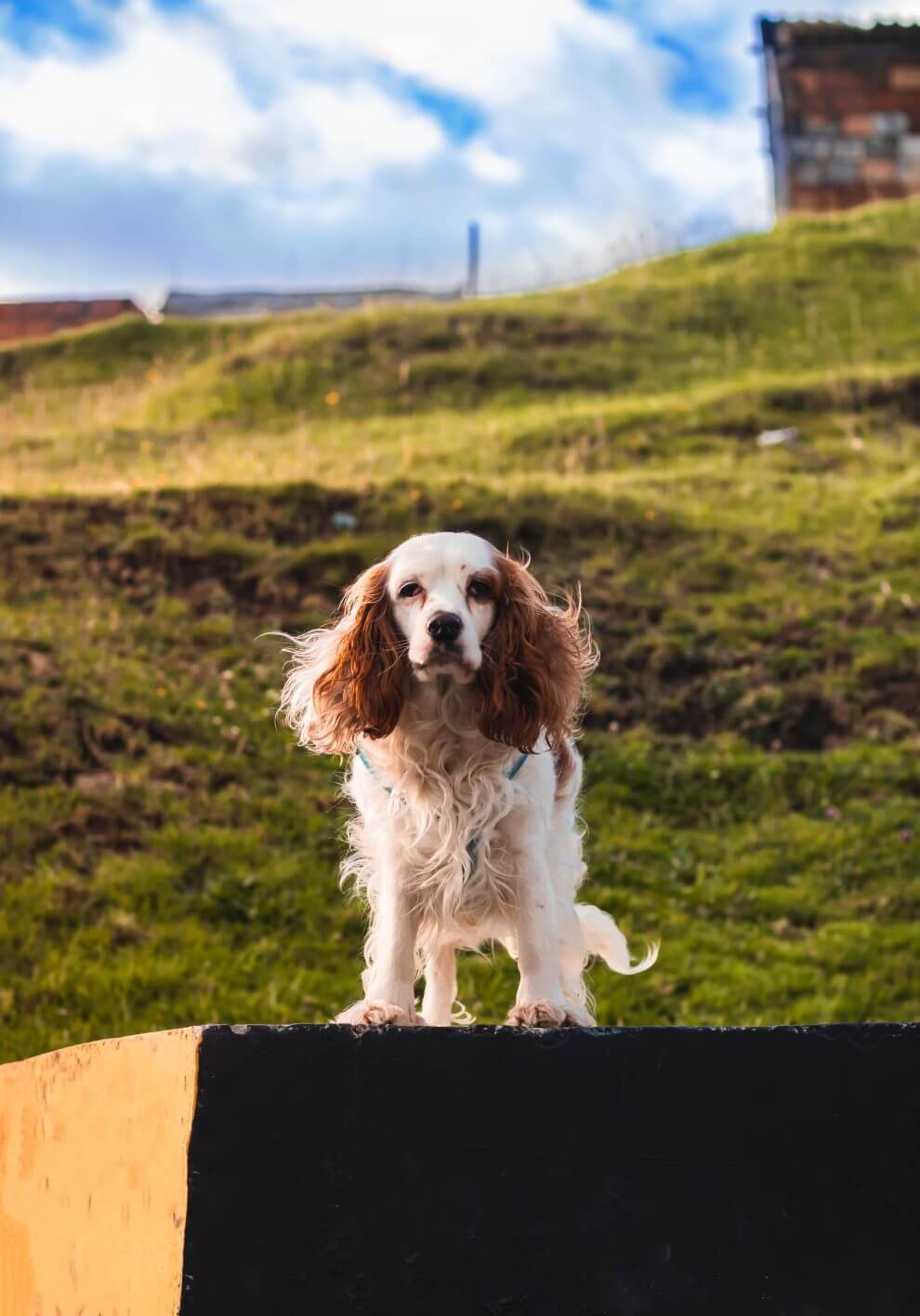 Cocker Spaniel Dog Breed Information, Pictures, Characteristics & Facts ...
