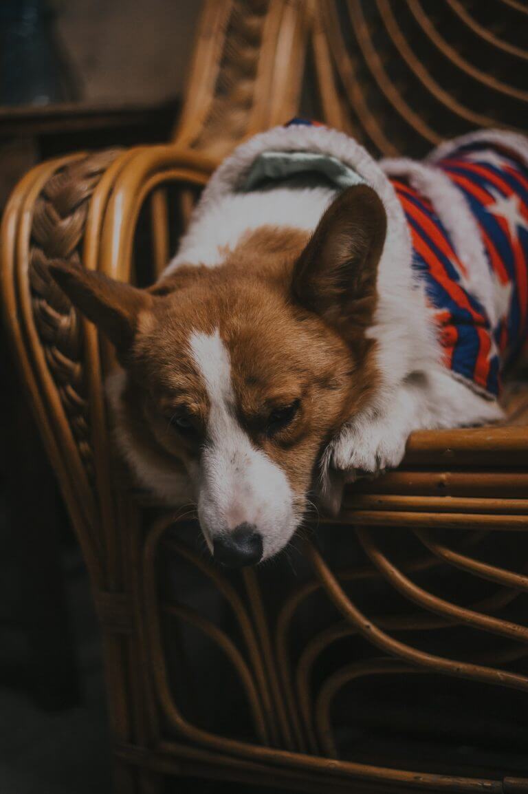 Corgipoo Dog Breed Pictures, Characteristics, and Facts - Rested Paws