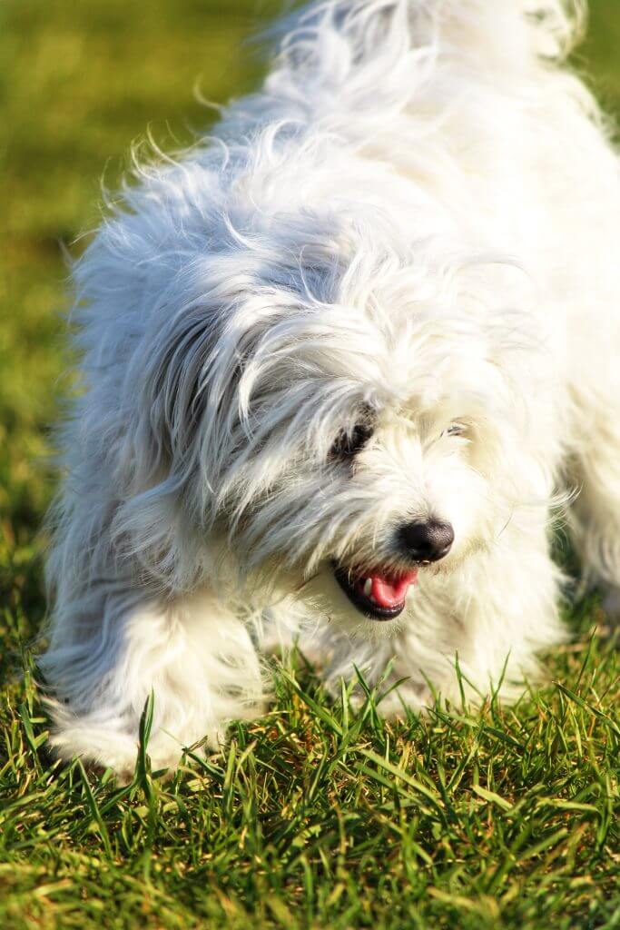 Coton de Tulear Dog Breed Information, Pictures, Characteristics ...