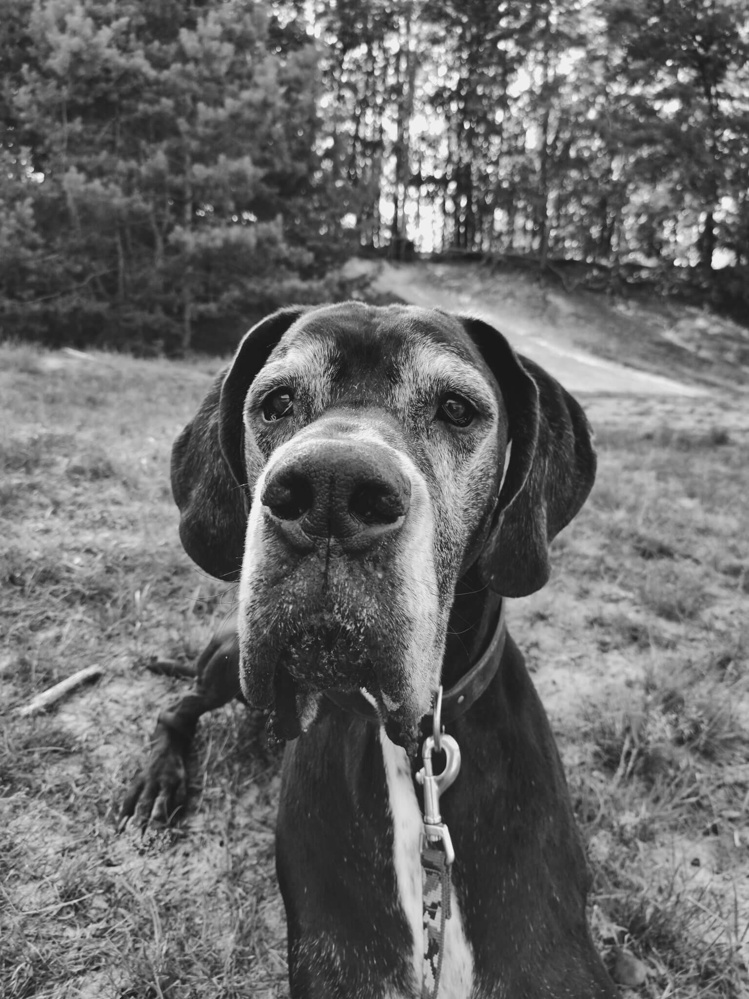 Daniff Mixed Dog Breed Pictures, Characteristics, & Facts - Rested Paws