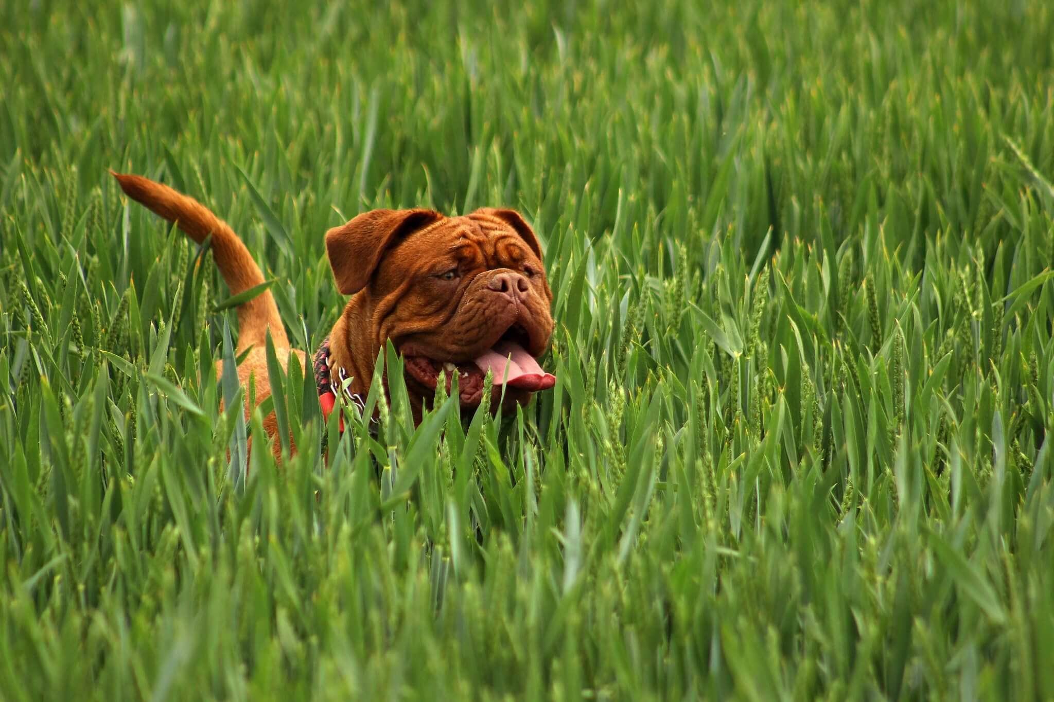 Dogue de Bordeaux Dog Breed Information, Pictures, Characteristics ...