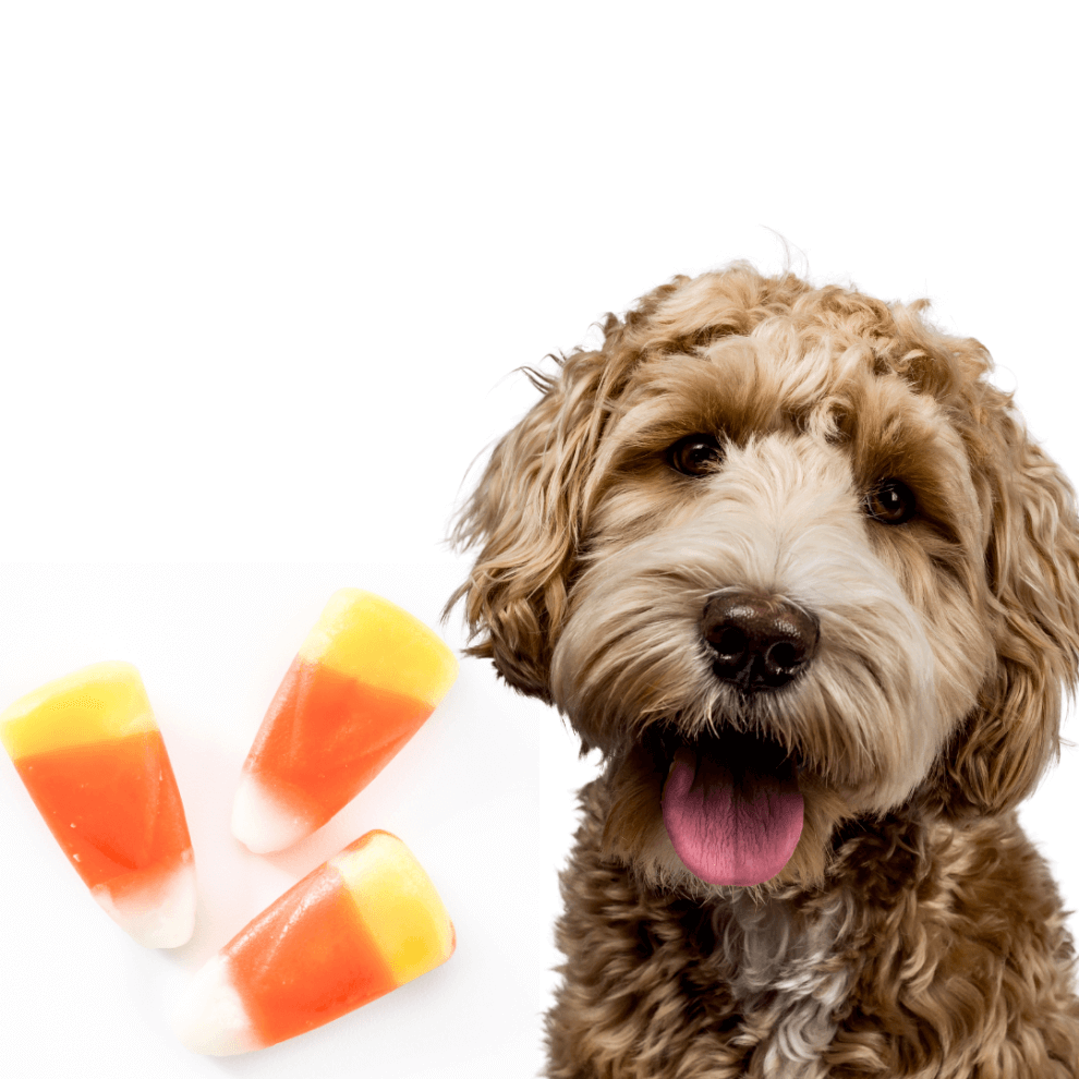 Can Dogs Eat Candy Corn? Is Candy Corn Safe For Dogs? - Rested Paws