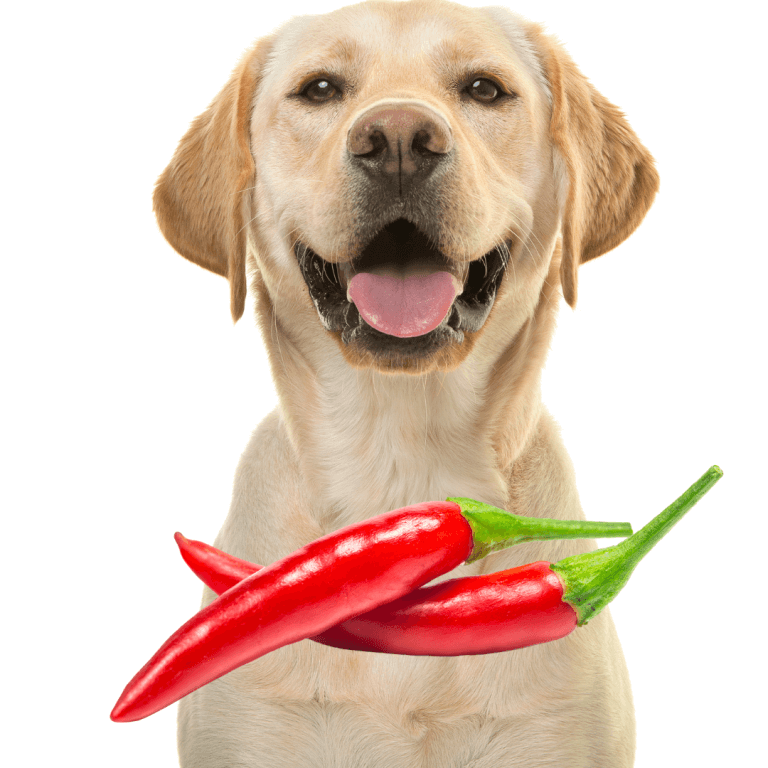 Can Dogs Eat Chili Peppers? Are Chili Peppers Safe For Dogs? - Rested Paws