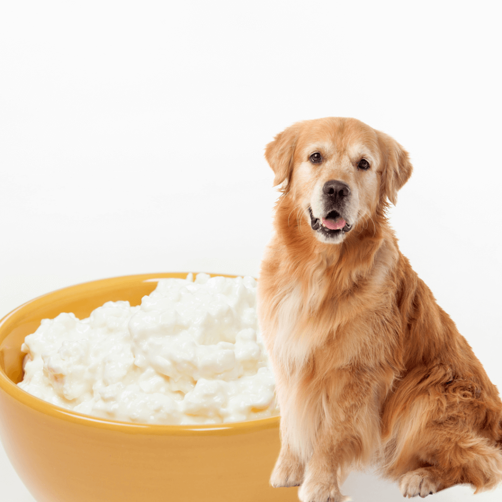 Can Dogs Eat Cottage Cheese? Is Cottage Cheese Safe For Dogs? - Rested Paws