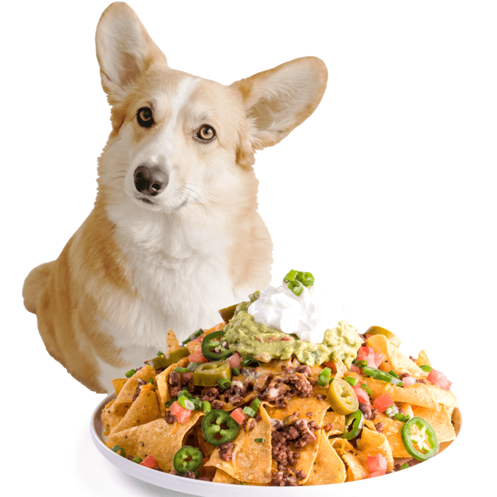 Can Dogs Eat Nachos? Are Nachos Safe For Dogs? - Rested Paws