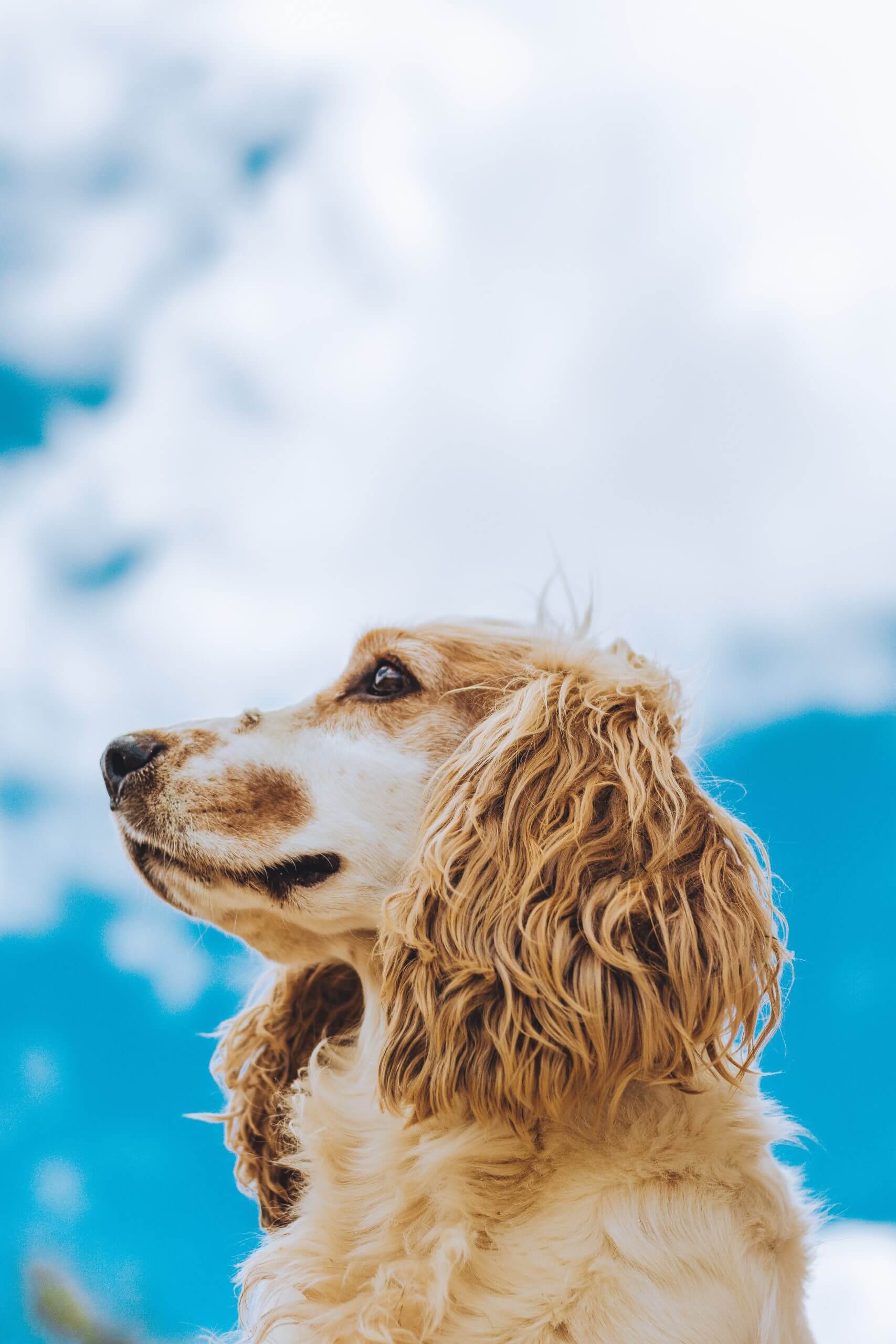 Drentsche Patrijshond Dog Breed Pictures, Characteristics, & Facts ...