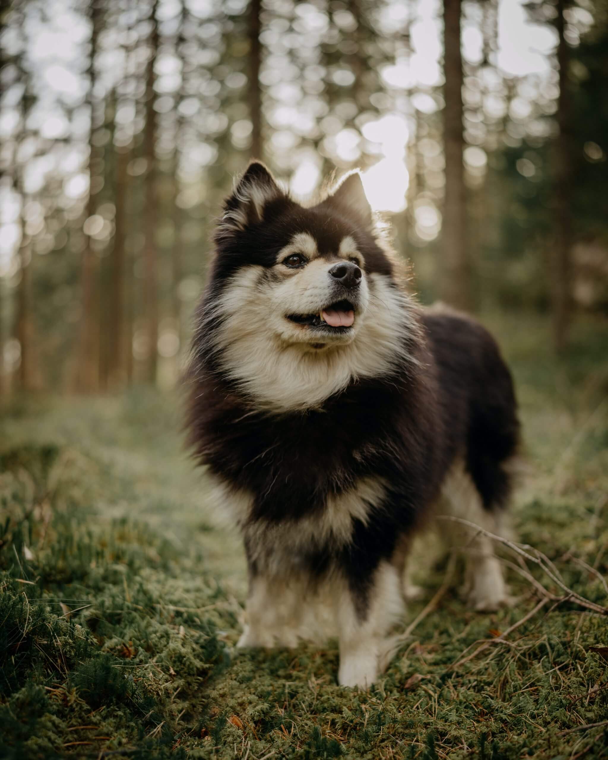 Finnish Lapphund Dog Breed Information, Pictures, Characteristics ...