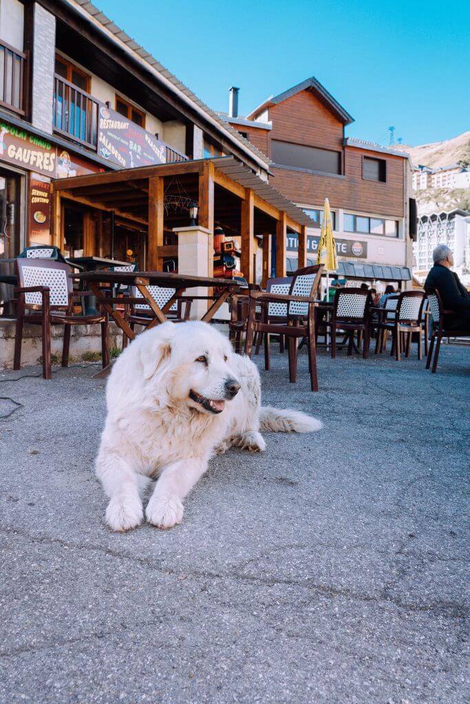 Great Pyrenees Dog Breed Information, Pictures, Characteristics & Facts ...
