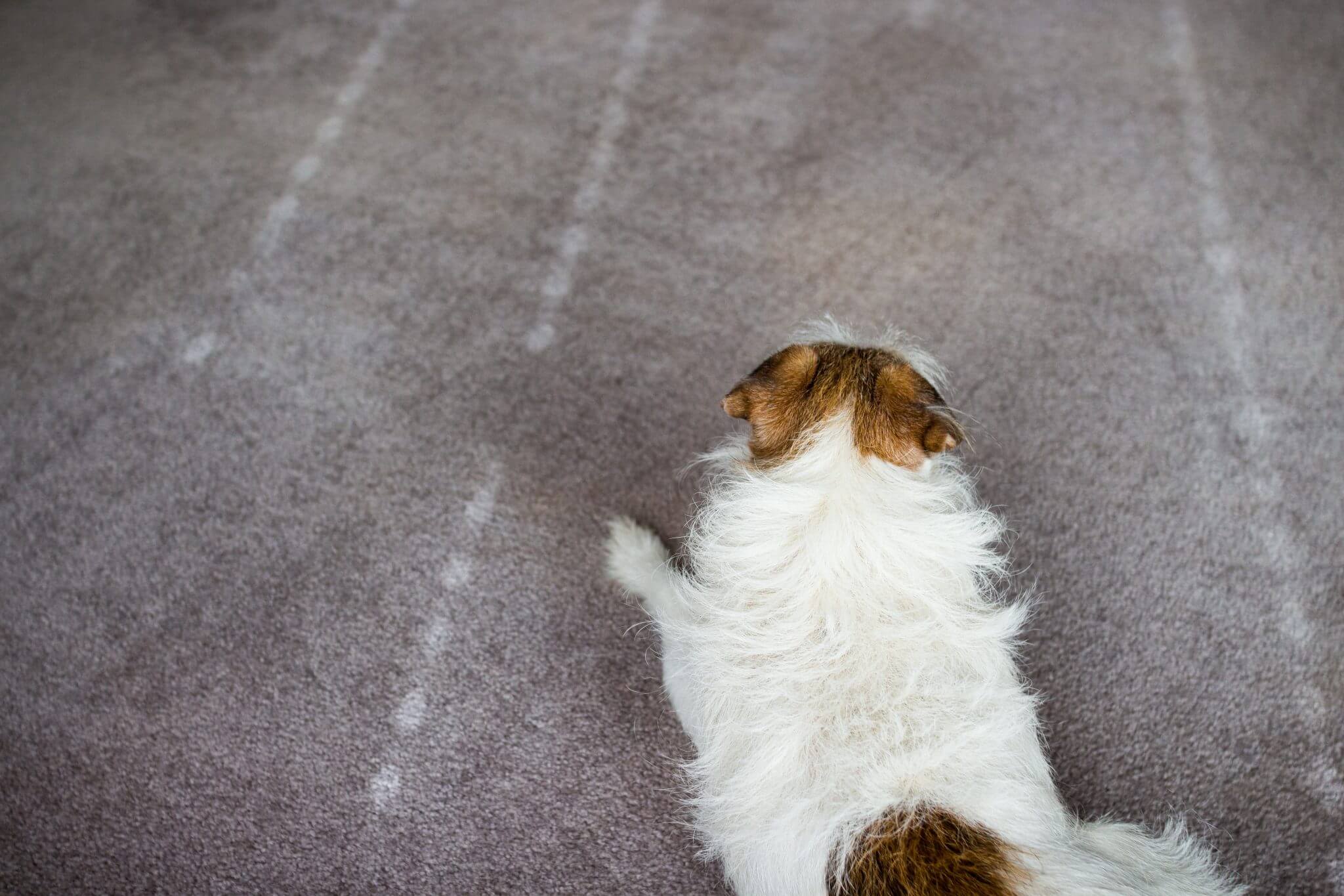 Jackaranian Dog Breed Pictures, Characteristics, and Facts - Rested Paws
