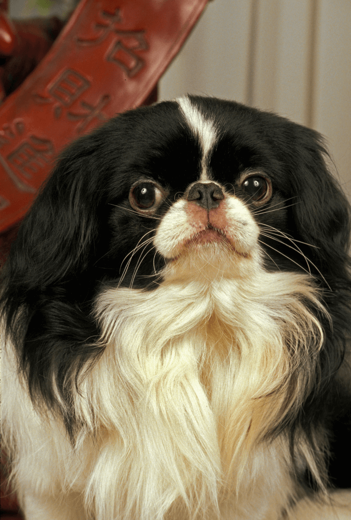 Japanese Chin Dog Breed Information, Pictures, Characteristics & Facts ...