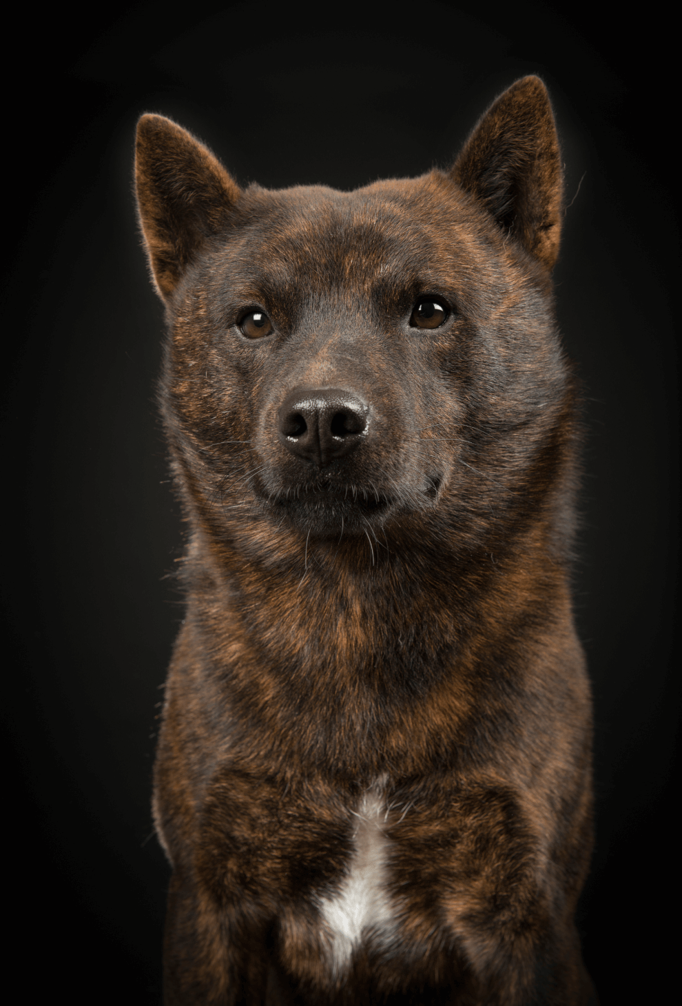 Kai Ken Dog Breed Pictures, Characteristics, & Facts - Rested Paws