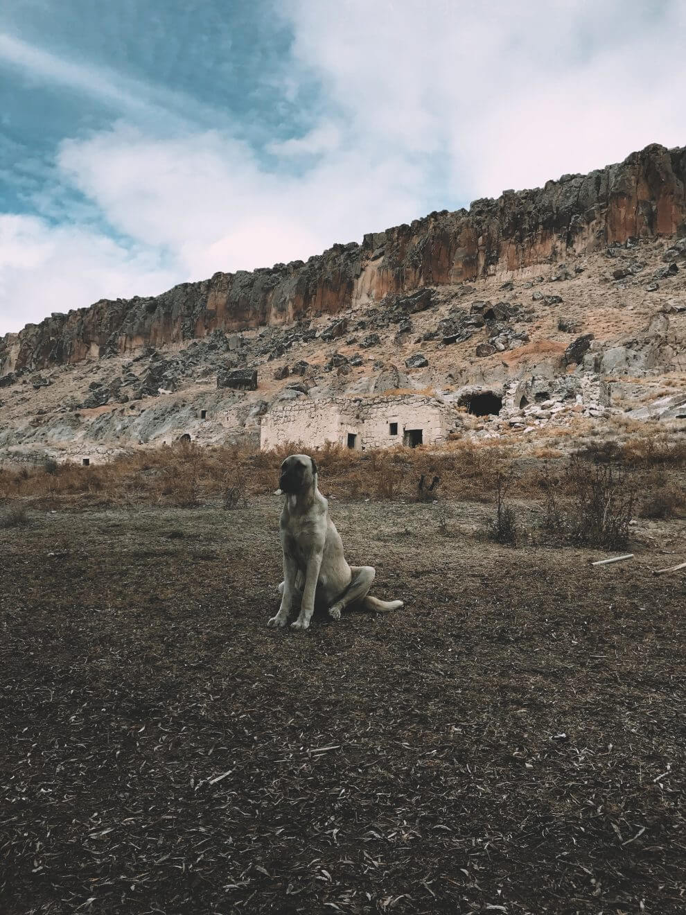 Kangal Shepherd Dog Breed Pictures, Characteristics, & Facts - Rested Paws
