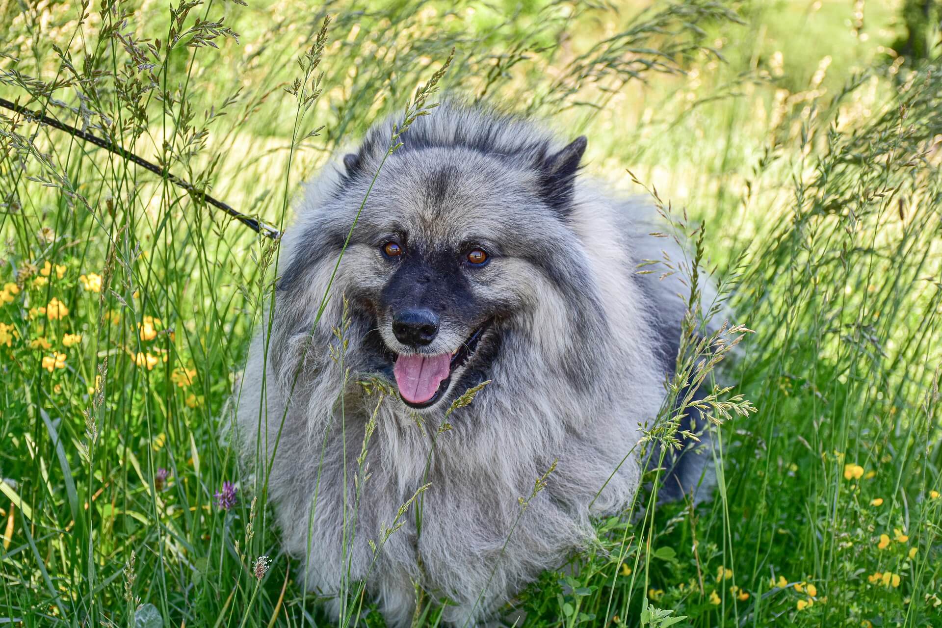 Keeshond Dog Breed Information, Pictures, Characteristics & Facts ...