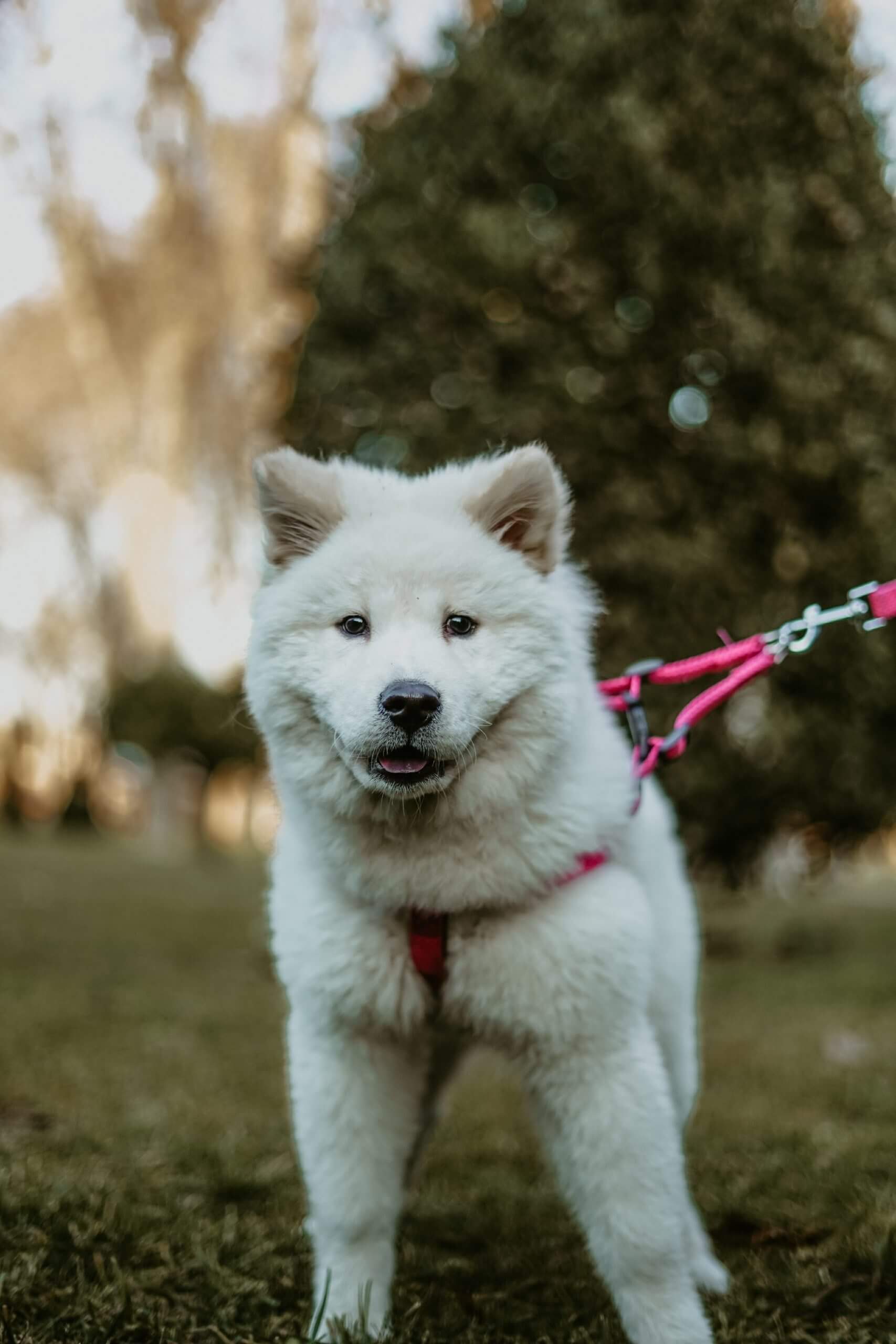 Kishu Ken Dog Breed Pictures, Characteristics, & Facts - Rested Paws