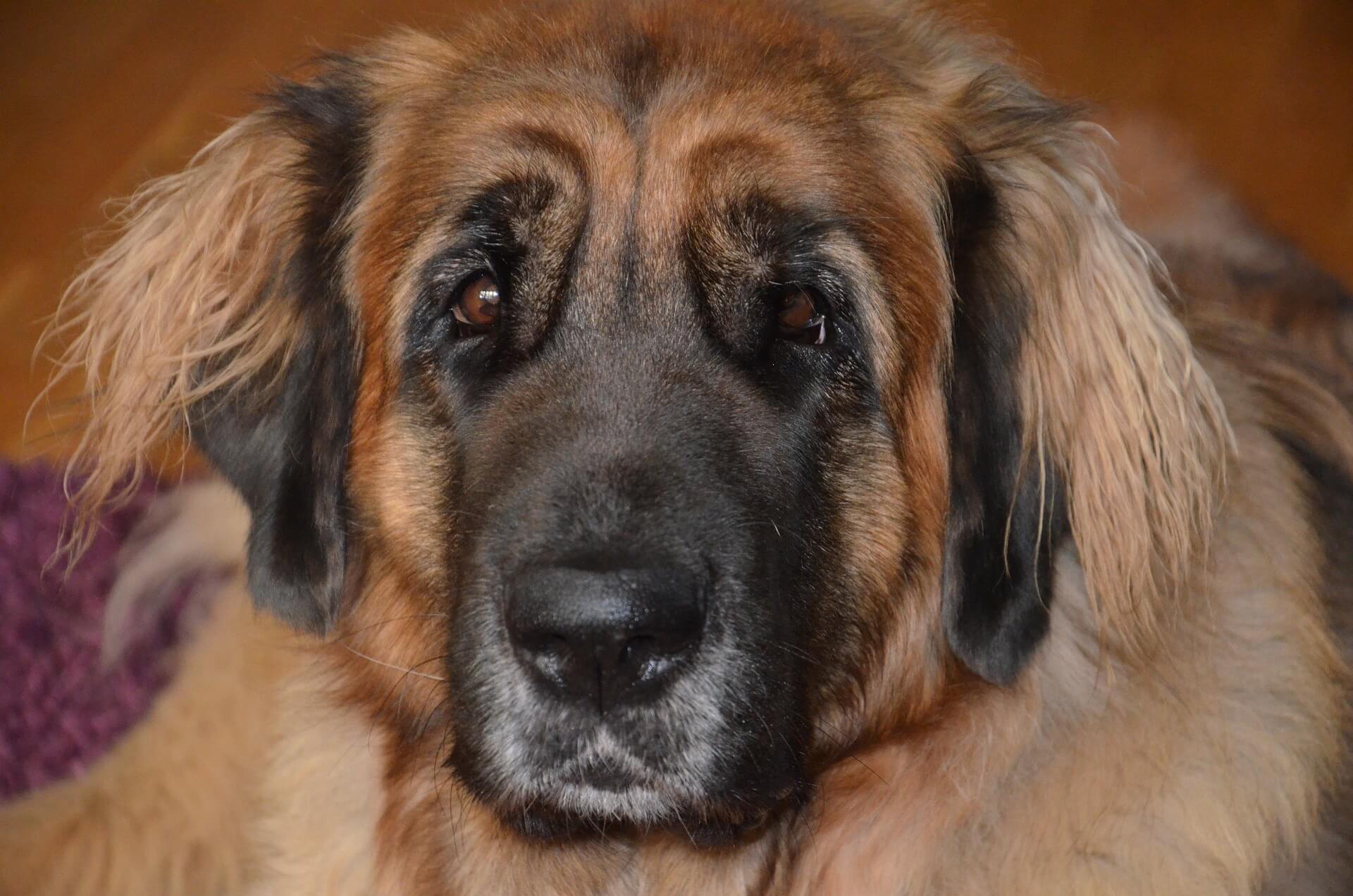 Leonberger Dog Breed Information, Pictures, Characteristics & Facts ...