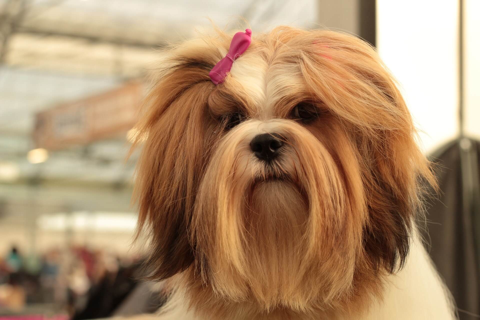 Lhasa Apso Dog Breed Information, Pictures, Characteristics & Facts - Rested Paws