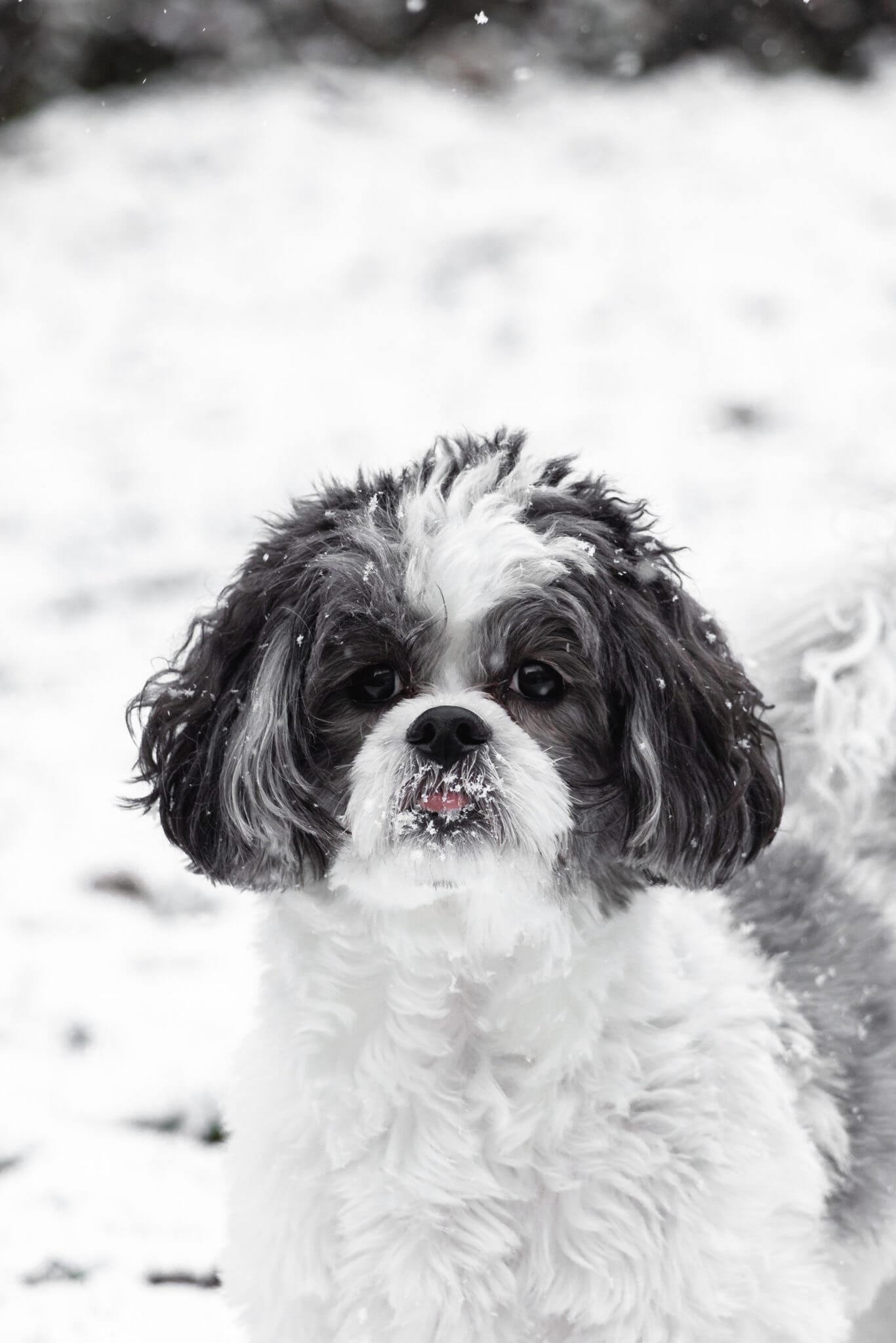Maltese Shih Tzu Dog Breed Information, Pictures, Characteristics ...