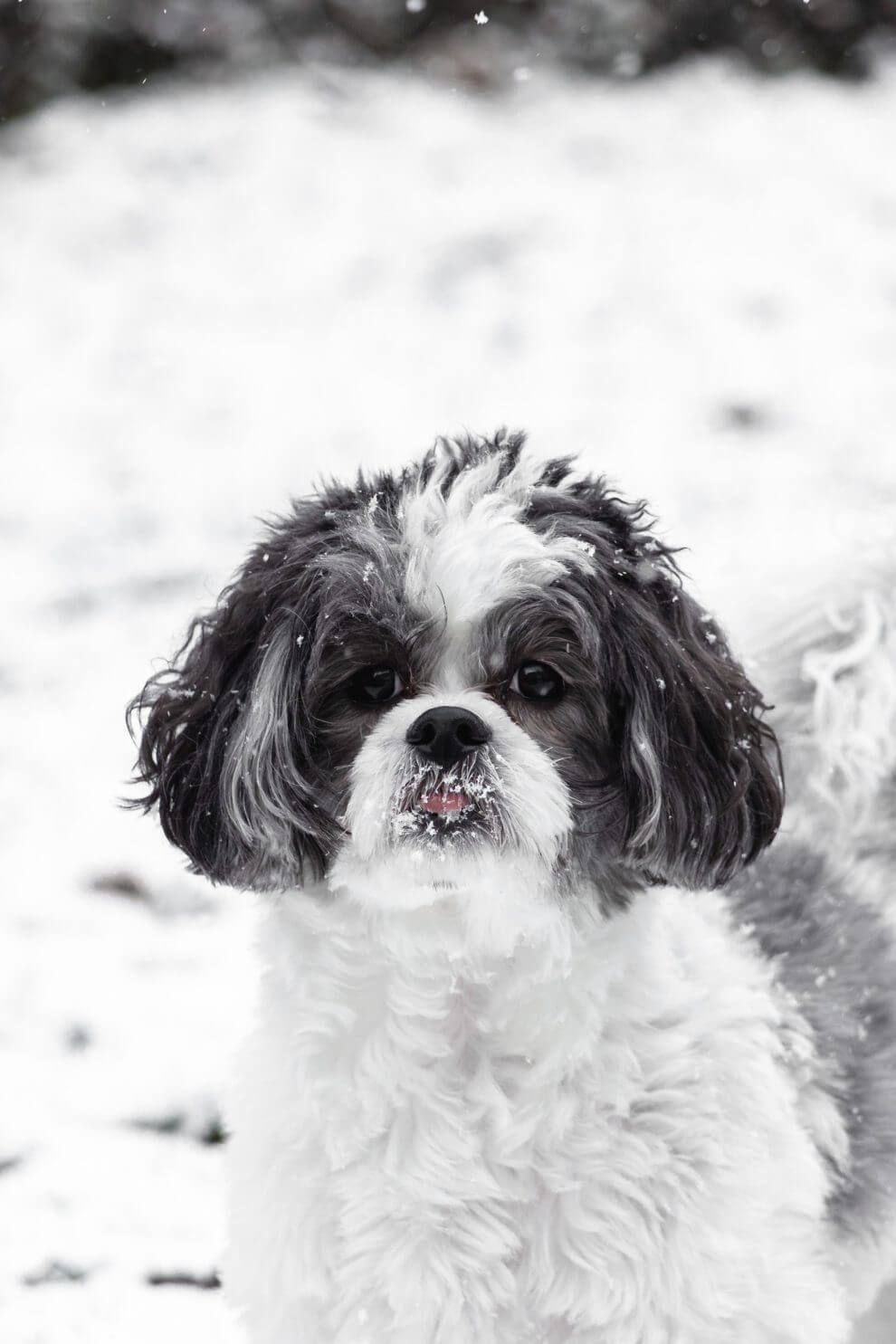 Maltese Shih Tzu Dog Breed Information, Pictures, Characteristics ...