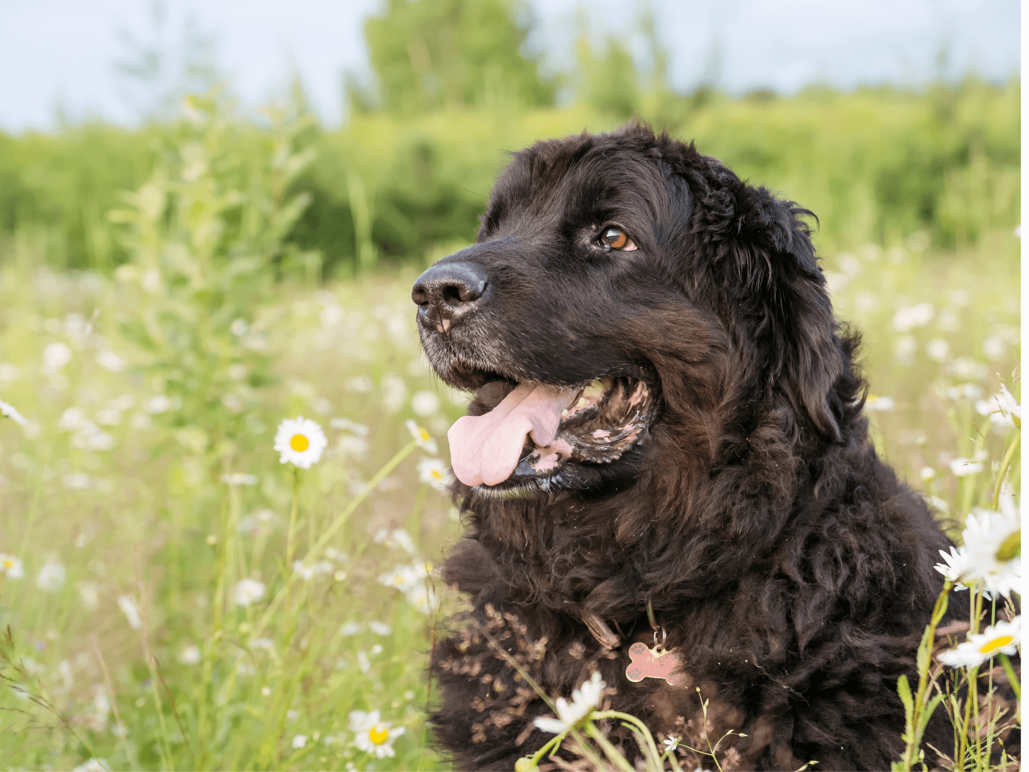 Newfypoo Dog Breed Pictures, Characteristics, and Facts - Rested Paws