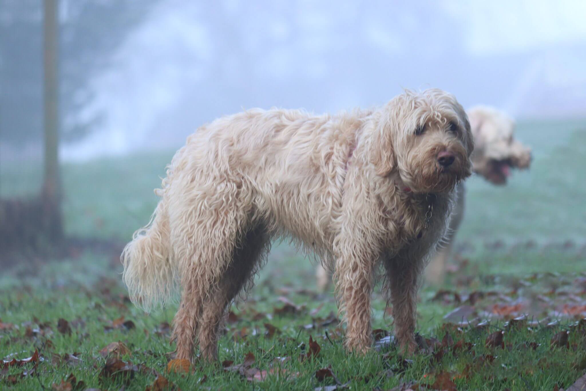 Otterhound Dog Breed Information, Pictures, Characteristics & Facts ...