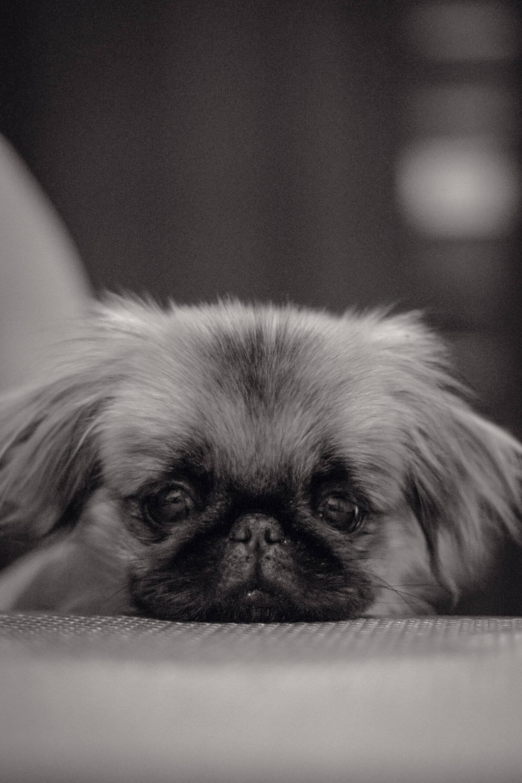 Pekalier Dog Breed Pictures, Characteristics, and Facts - Rested Paws