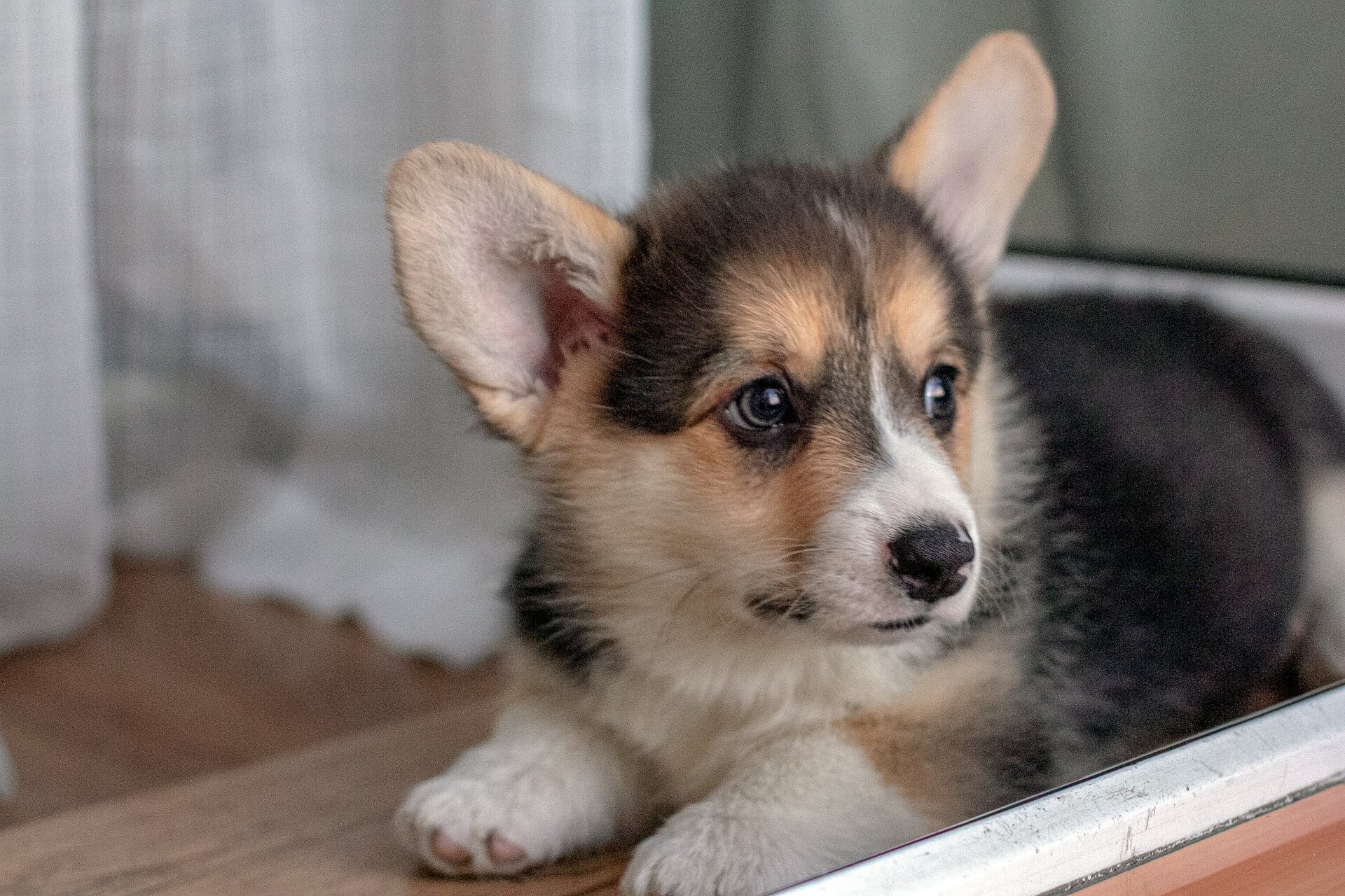 Pembroke Welsh Corgi Dog Breed Information, Pictures, Characteristics ...