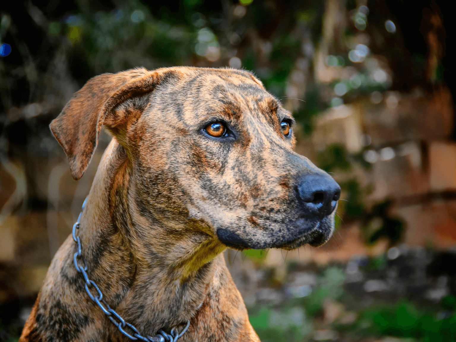 Plott Dog Breed Information, Pictures, Characteristics & Facts - Rested ...