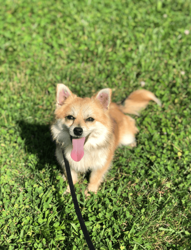 Pomchi Mixed Dog Breed Pictures, Characteristics, & Facts - Rested Paws