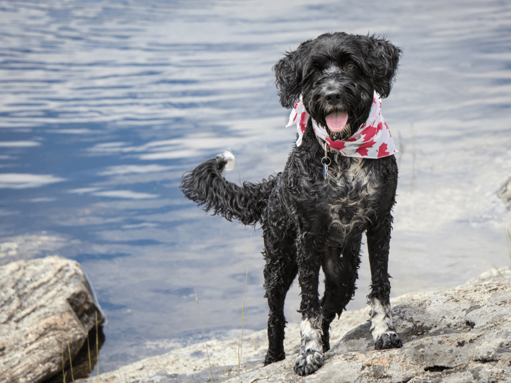 Portuguese Water Dog Breed Information, Pictures, Characteristics ...