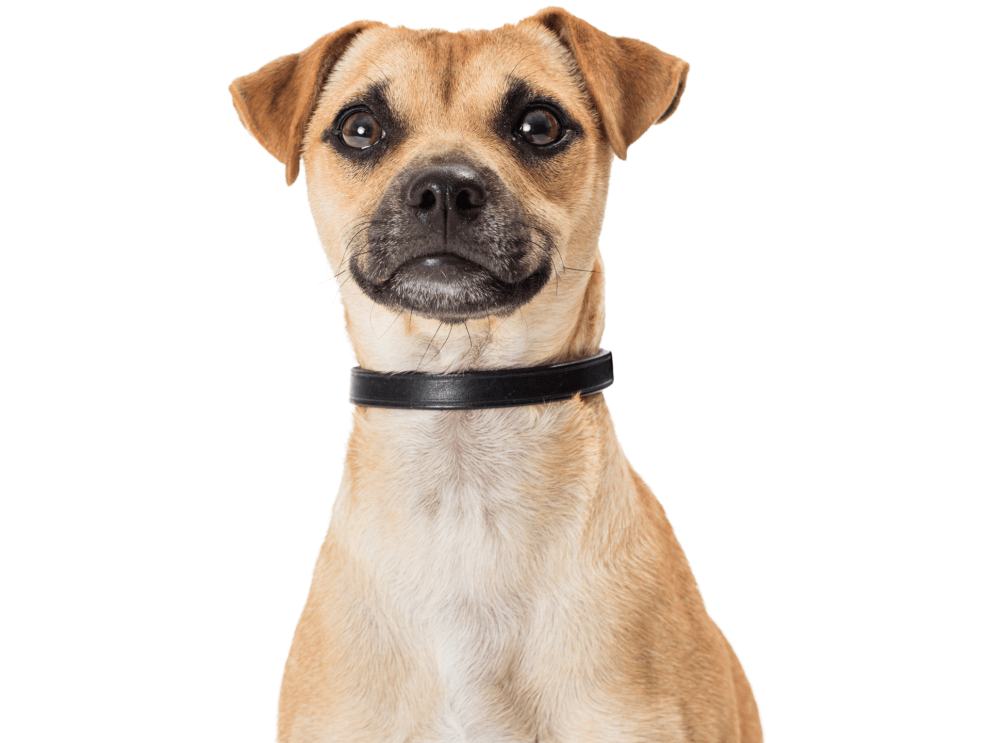 Pugalier Mixed Dog Breed Pictures, Characteristics, & Facts - Rested Paws